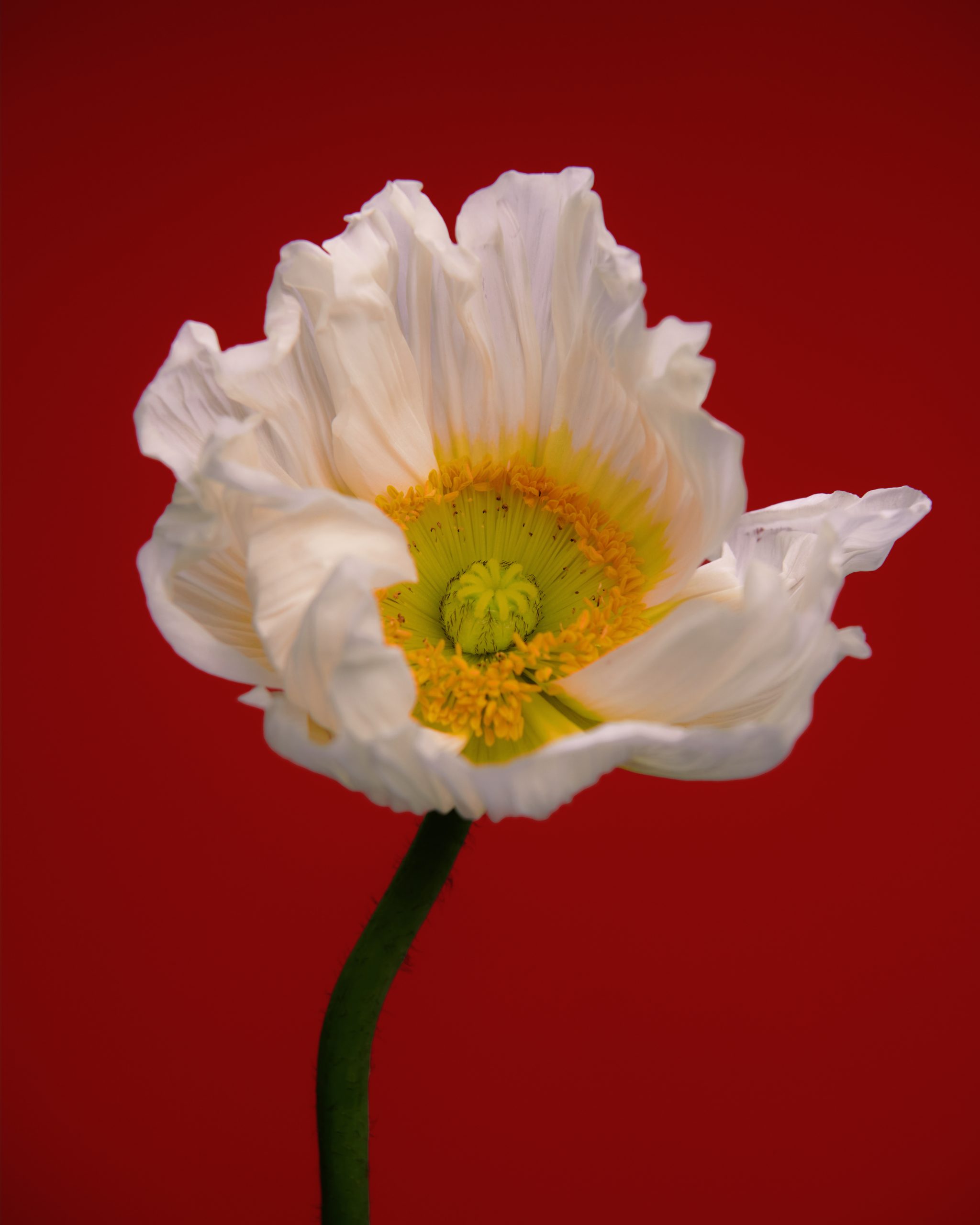 Jaimee Lupton Launches Châlon Paris - Apparel